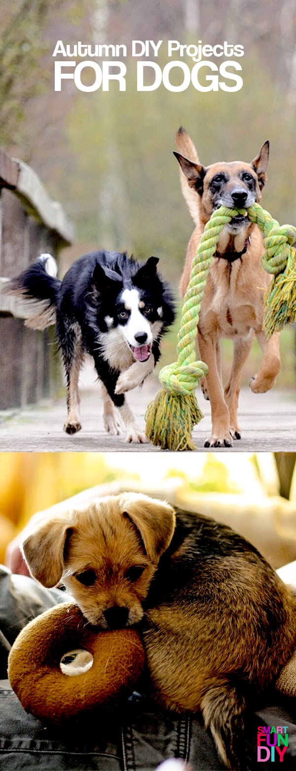 Autumn DIY Projects for Dogs